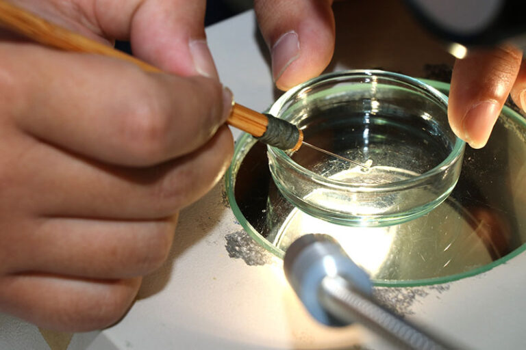 Training Course on Fish Larvae Phase I | SEAFDEC/TD : Southeast Asian ...
