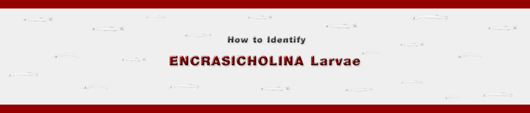 How to Identify Encrasicholina Larvae | SEAFDEC/TD : Southeast Asian ...