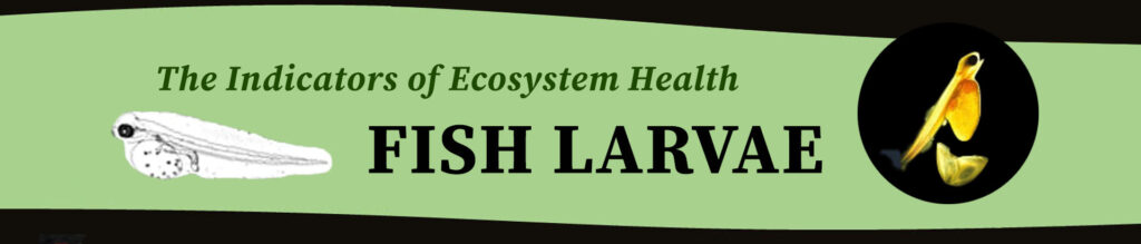 The Indicators of Ecosystem Health Fish Larvae | SEAFDEC/TD : Southeast ...