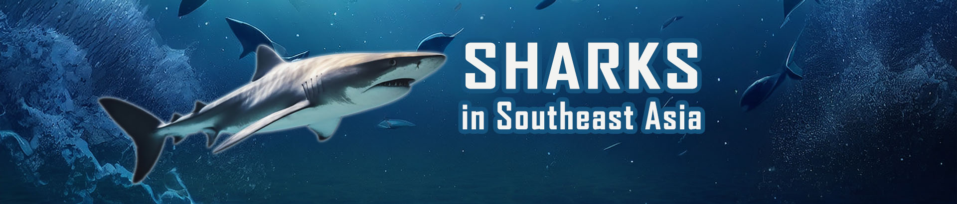 Sharks in Southeast Asia | SEAFDEC/TD : Southeast Asian Fisheries ...