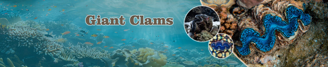 Giant Clams | SEAFDEC/TD : Southeast Asian Fisheries Development Center ...